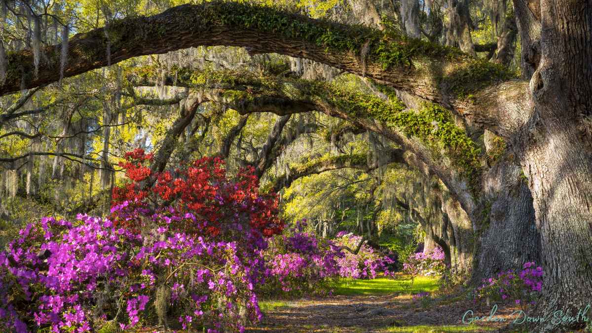 15 Classic Southern Flowering Perennial Plants ~ Garden Down South