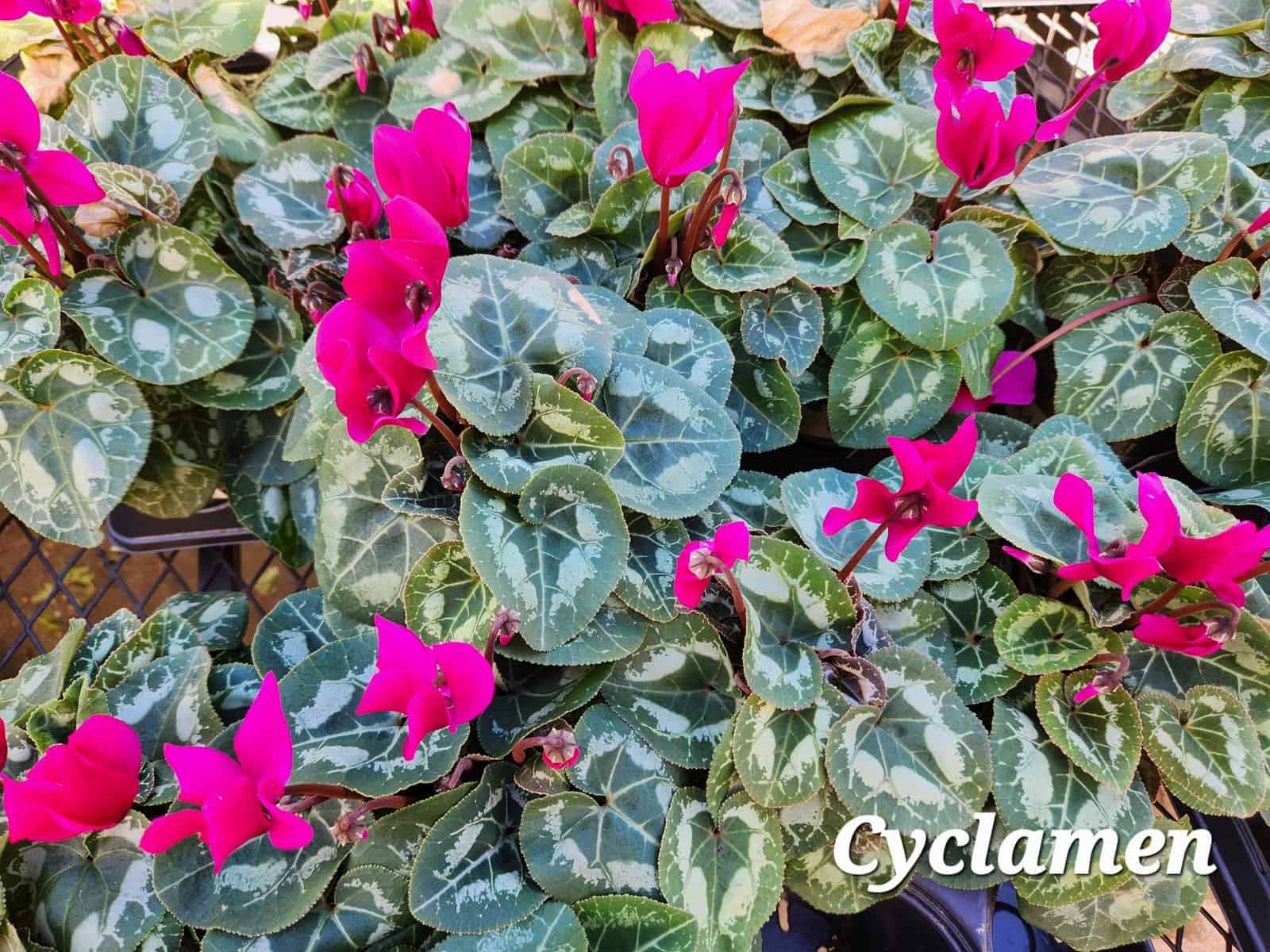 Top 17 Fall Blooming Flowers to Transform Your Garden ~ Garden Down South