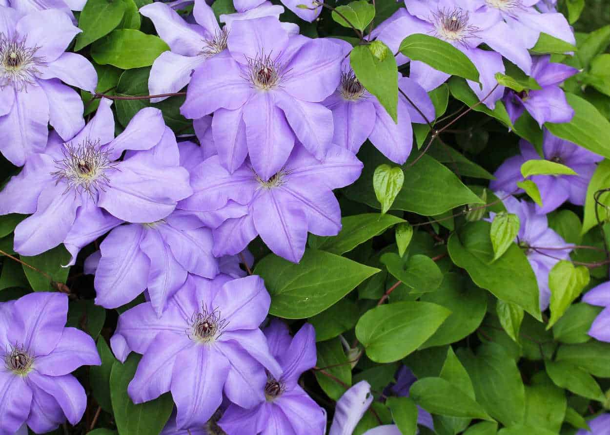 Top 10 Flowering Vines for Your Garden ~ Garden Down South