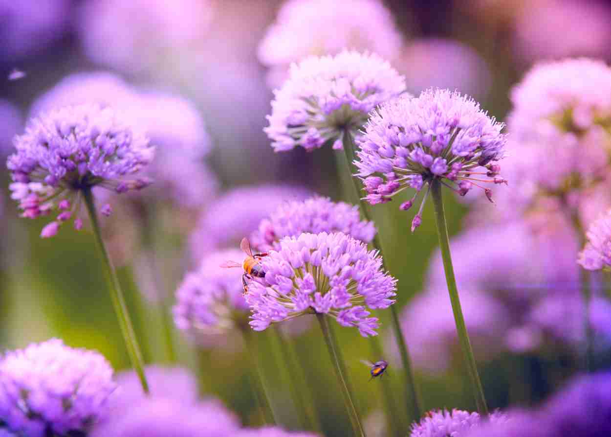 Wild Beauty: 10 Plants for Effortless Naturalization in Your Garden ...