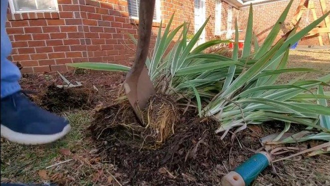 How To Divide Flax Lily ~ Garden Down South