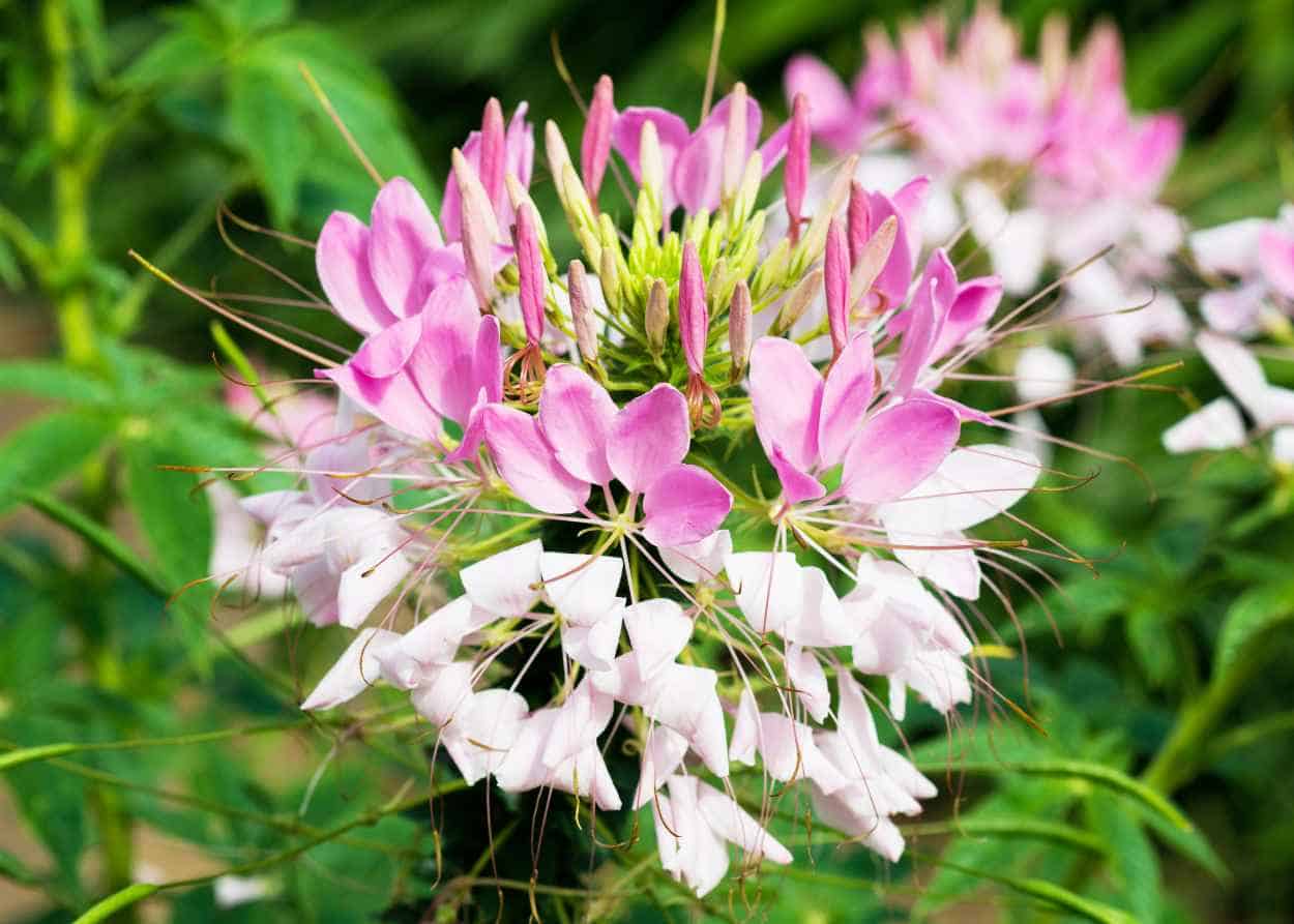 Cleome Care: A Guide to Flourishing Spider Flowers ~ Garden Down South