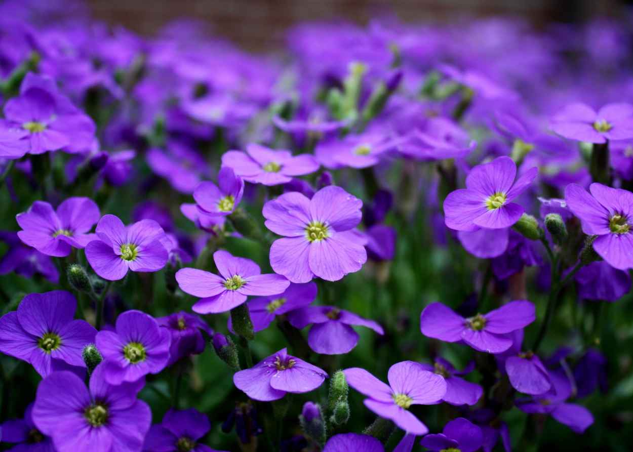 10 Purple Flowers For Your FULL SUN Garden! ~ Garden Down South