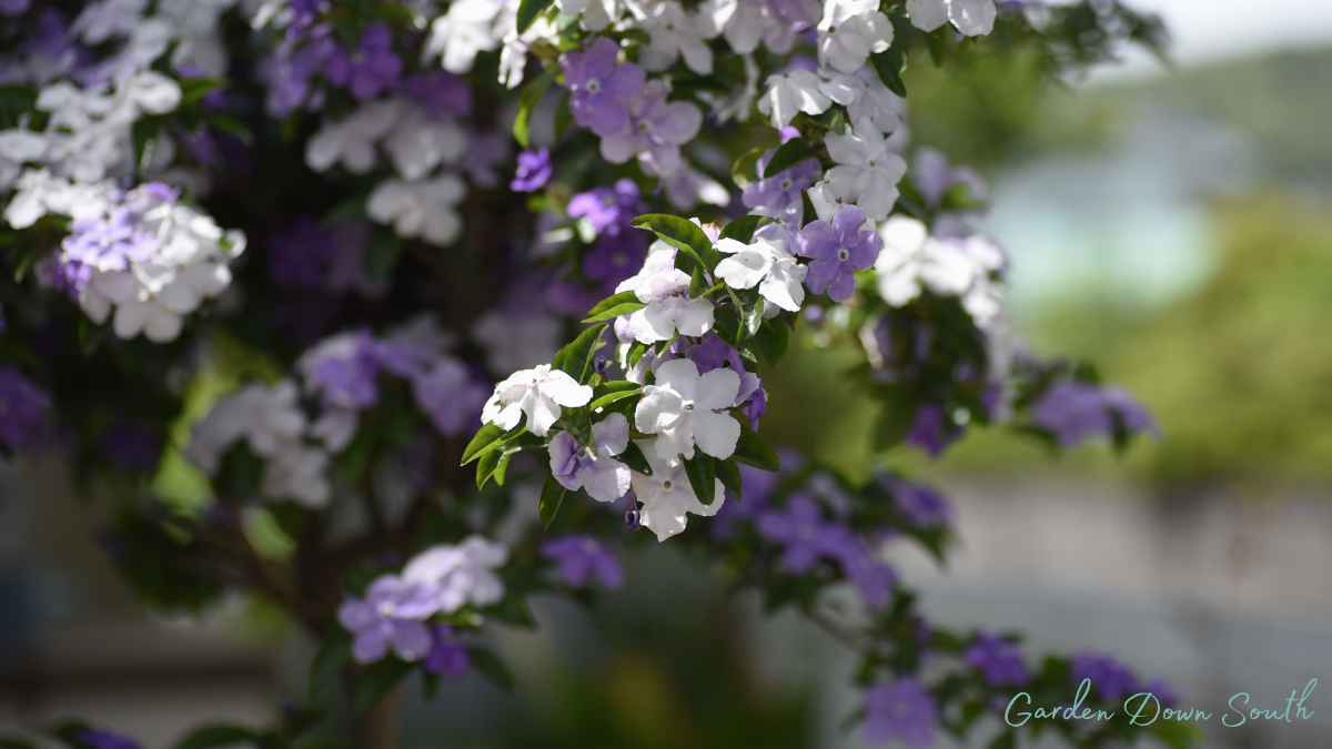 How To Grow a Yesterday Today and Tomorrow Plant ~ Garden Down South