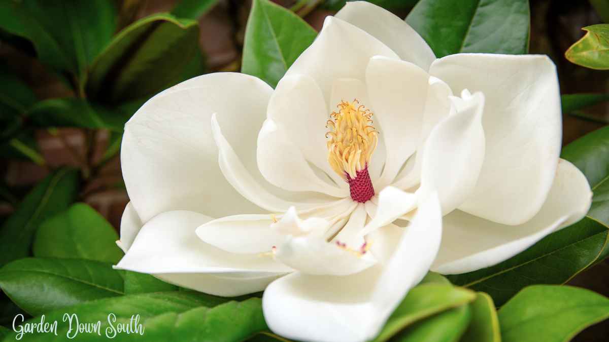Demystifying Magnolia Magic: A Guide to Magnolia Bloom Times ~ Garden ...