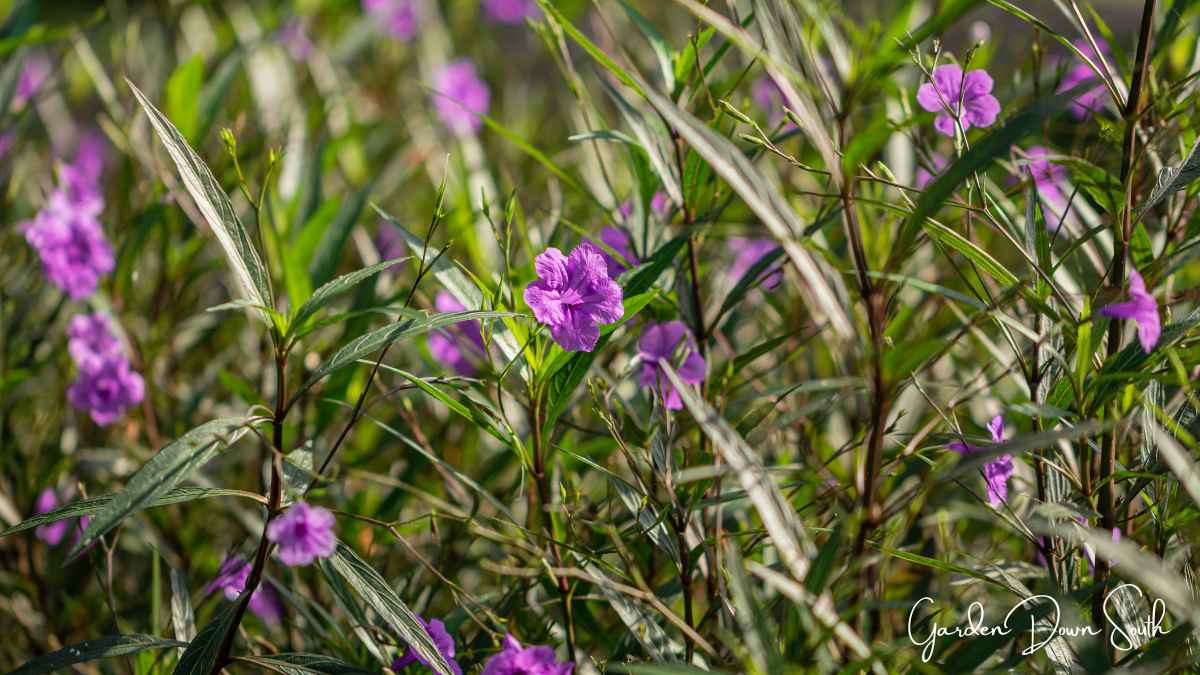 Mexican Petunia Magic: A Beginner's Guide to Growing These Vibrant ...