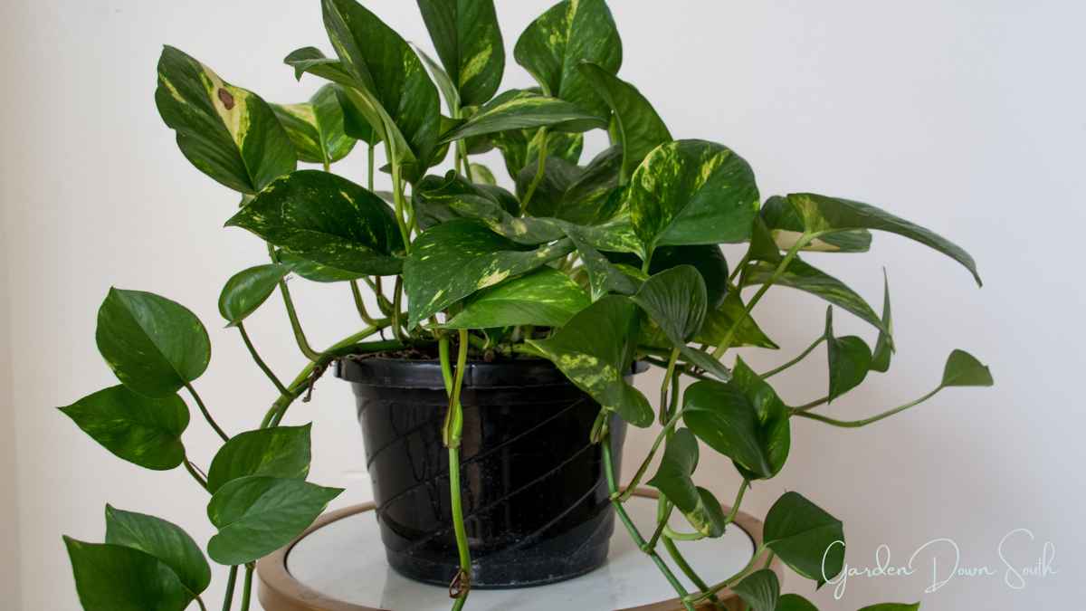Pothos Growth Time: How Long Does It Take? ~ Garden Down South