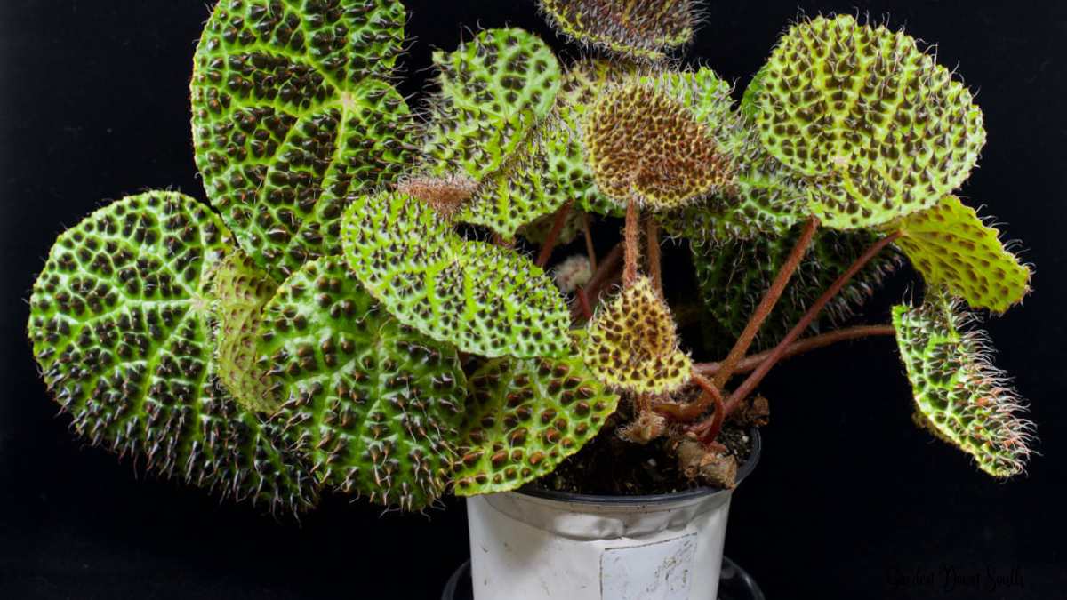 Begonia Melanobullata Care: Indoor Growing Guide ~ Garden Down South