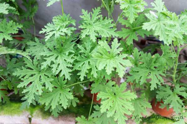 Everything You Need to Know About How to Grow and Care for a Citronella ...